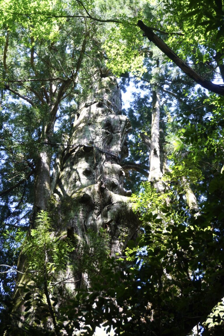 MONSTER BAIT DEVELOPMENT