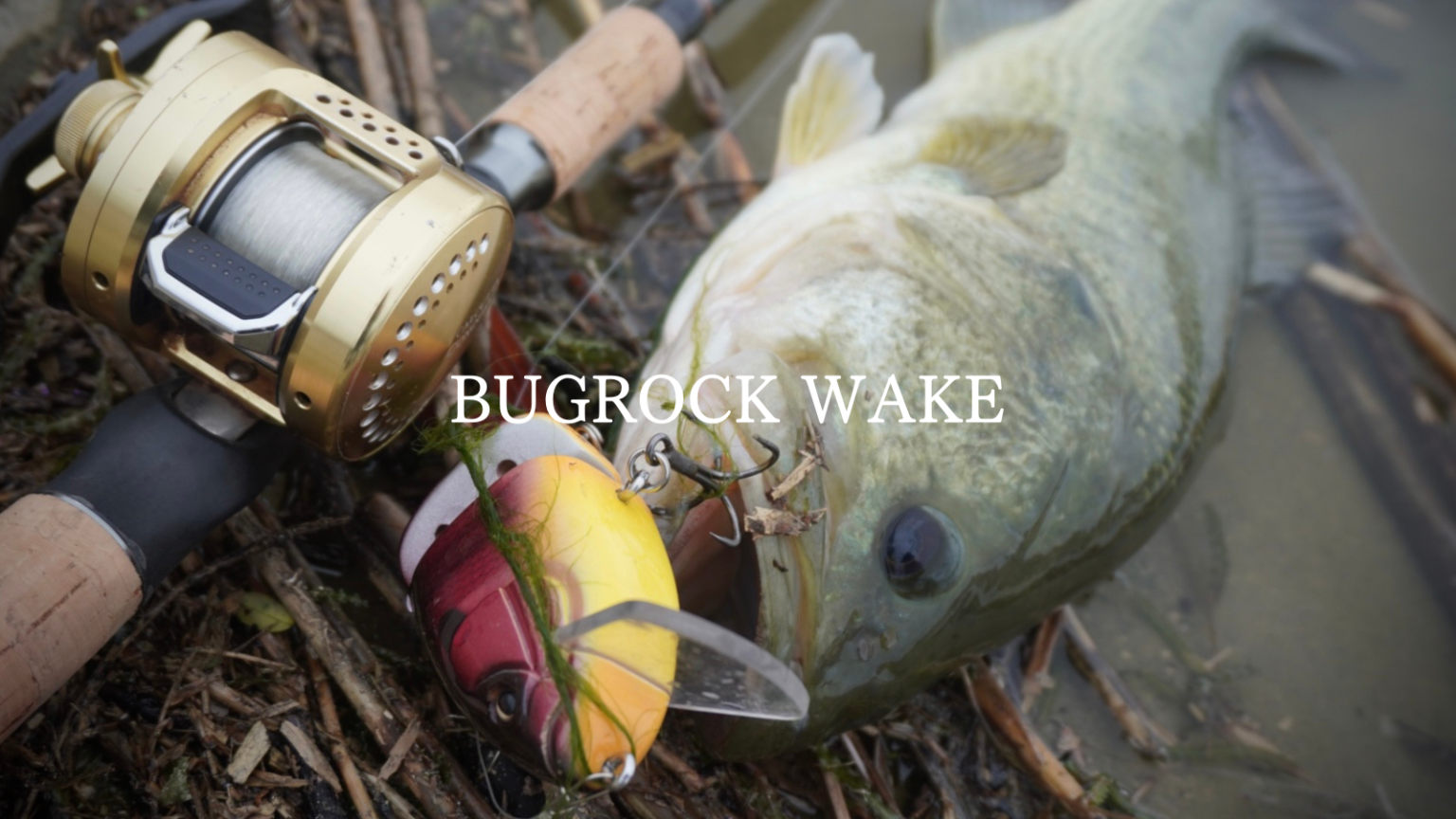 MONSTER BAIT DEVELOPMENT