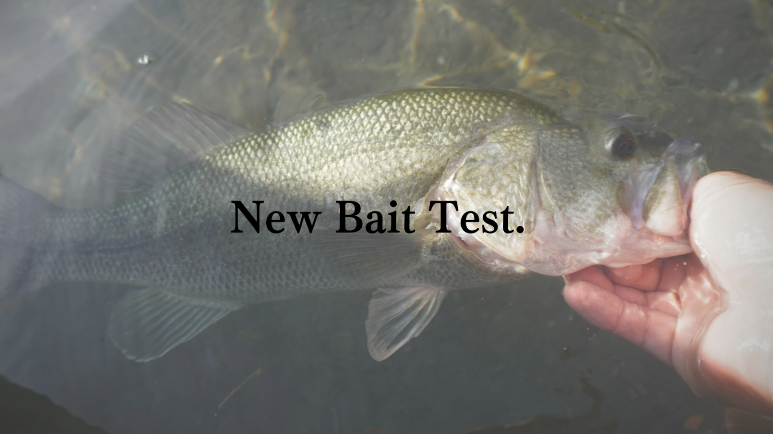 MONSTER BAIT DEVELOPMENT